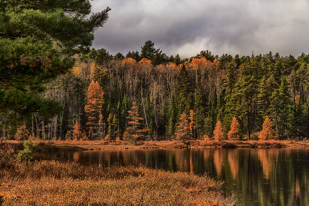 Tamarack | Ken Bennison's Photography